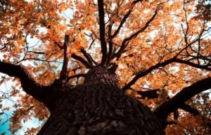 Karakteristik Pohon Oak di Indonesia dan Fakta Uniknya - Cat Kayu